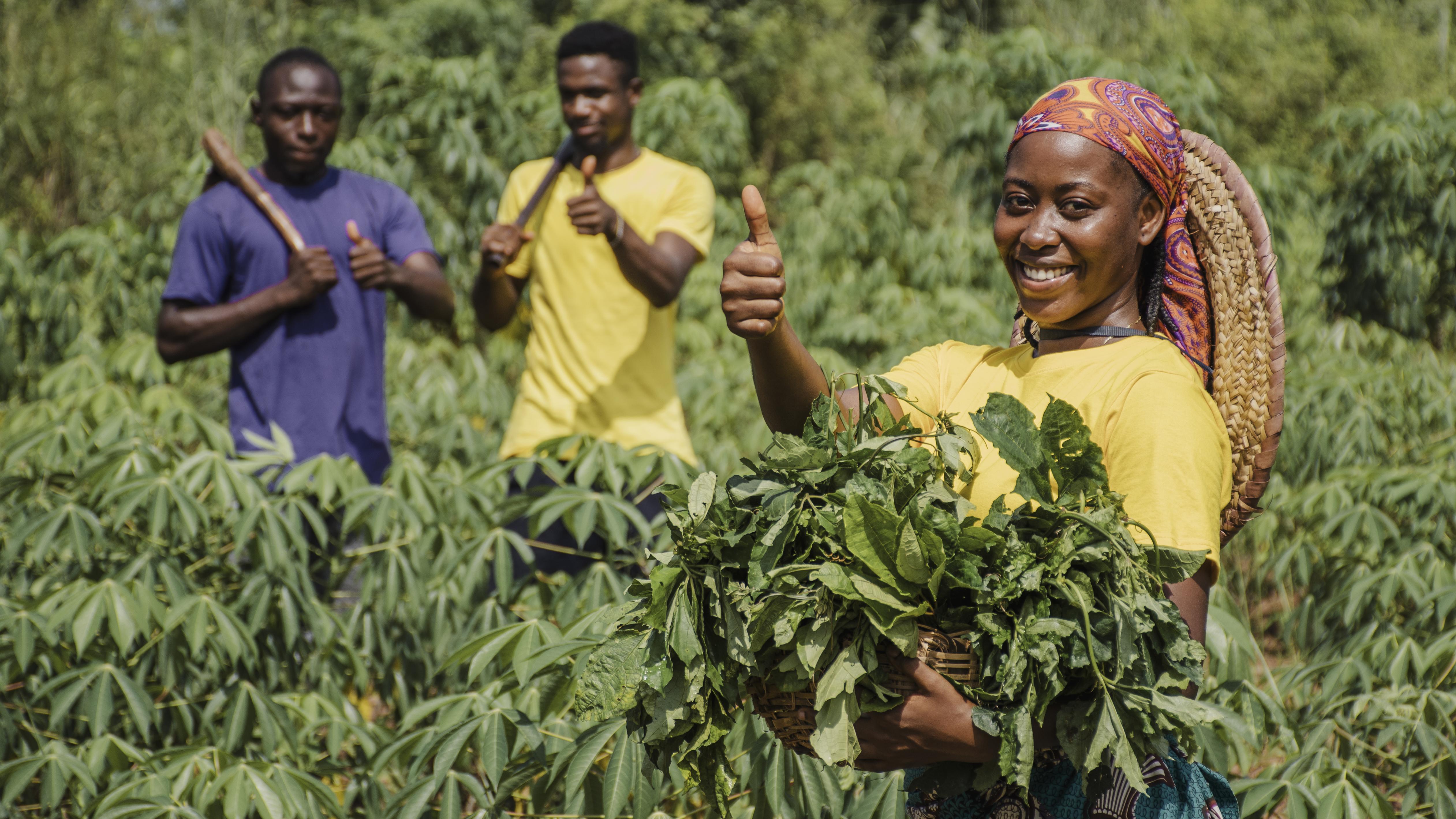 Annotation automatique des maladies du manioc et images africaines